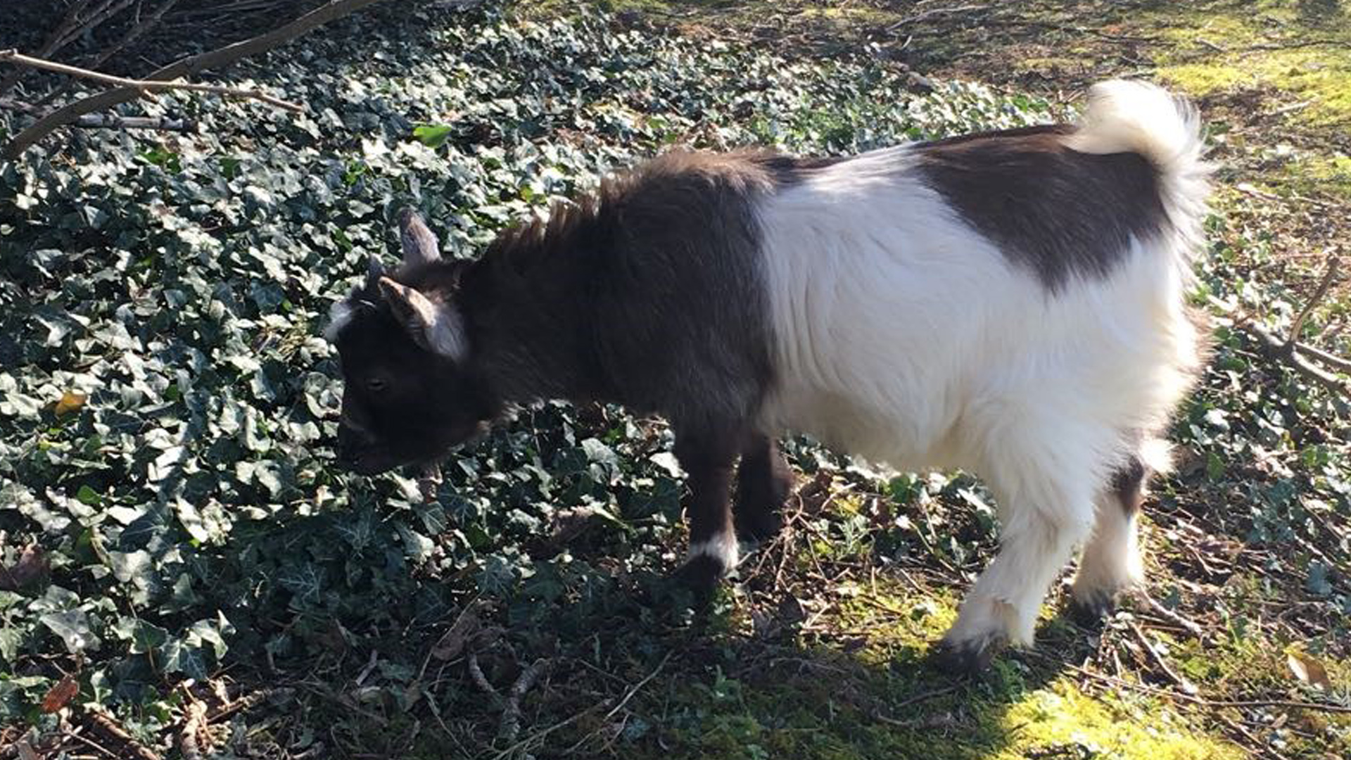 Family Room | Family Friendly Hotels In Limerick | Woodlands Hotel