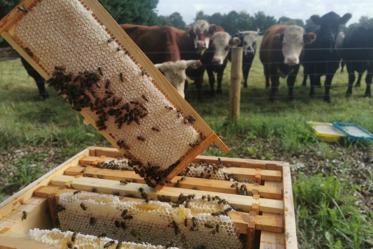 Our Association with The Native Irish Honey Bee Society