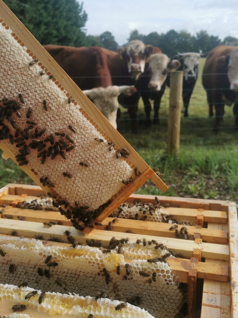 Our Association with The Native Irish Honey Bee Society